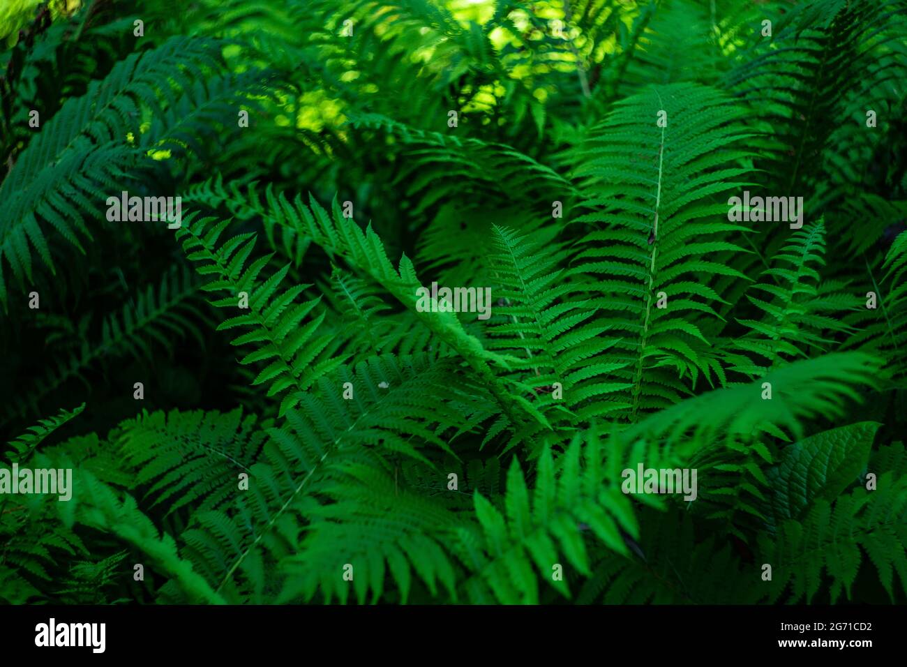 Fern leaves as a summer natural background Stock Photo - Alamy