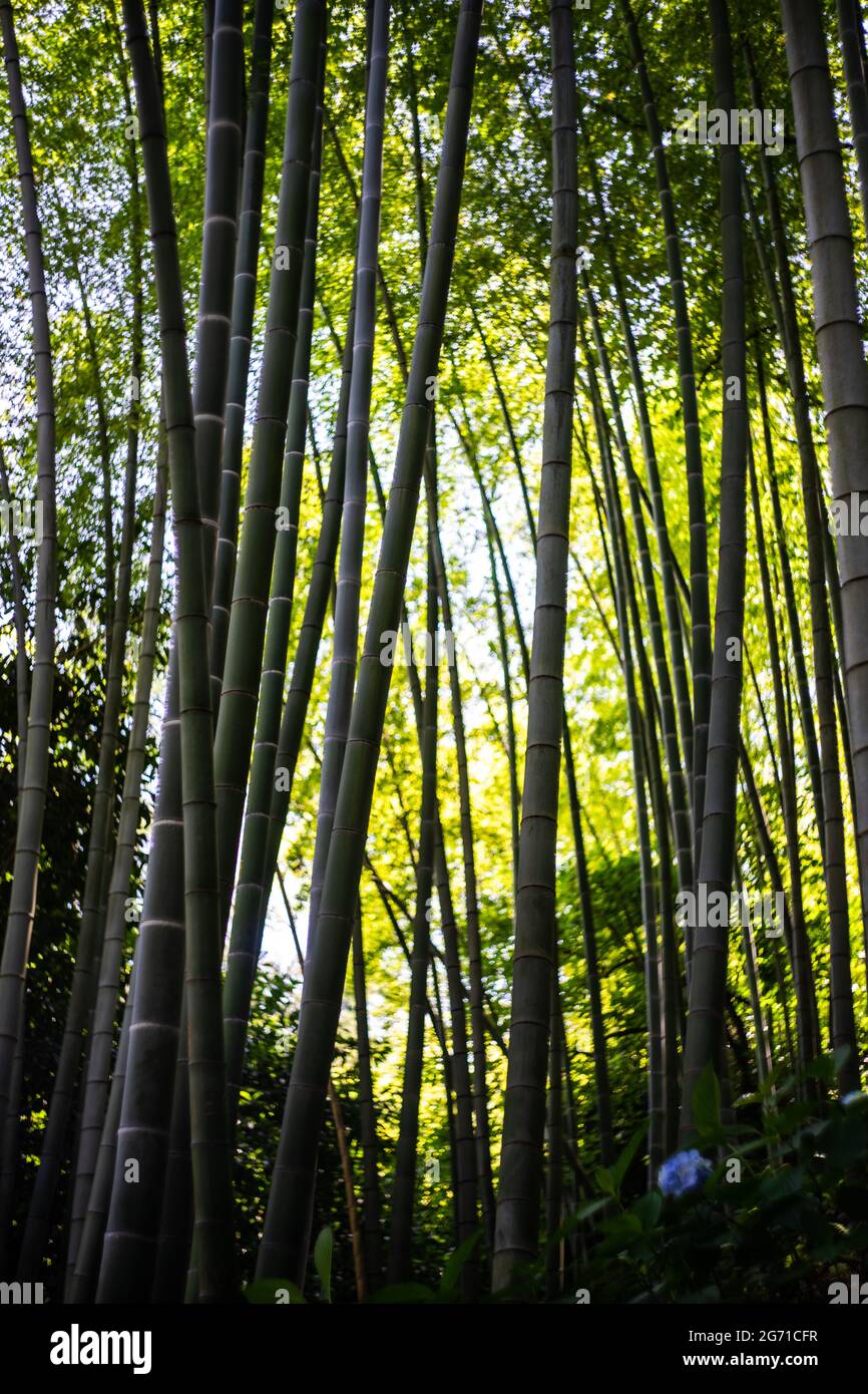 Chinese bamboo forest hi-res stock photography and images - Alamy