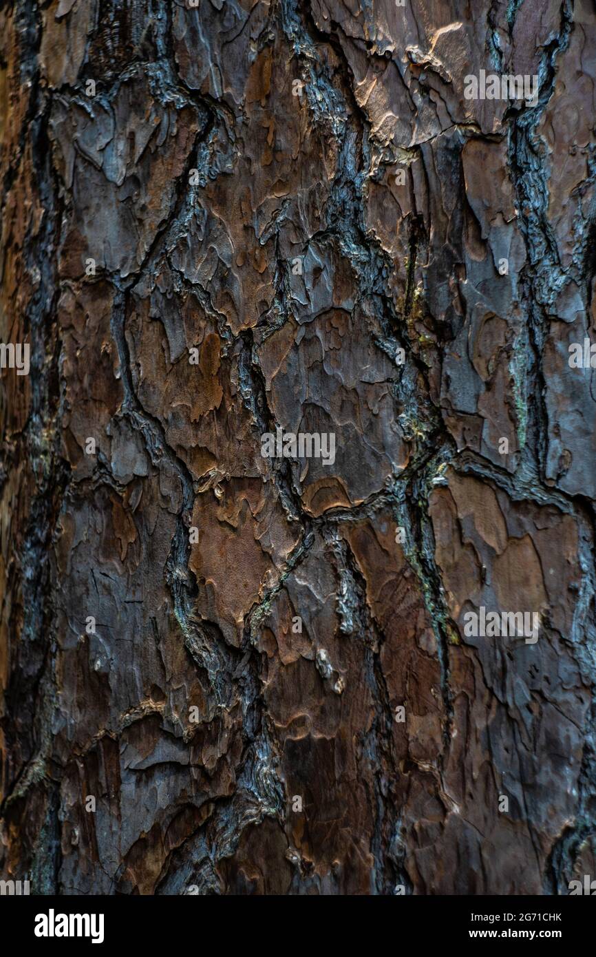 Textured bark outermost layers as a natural background Stock Photo - Alamy