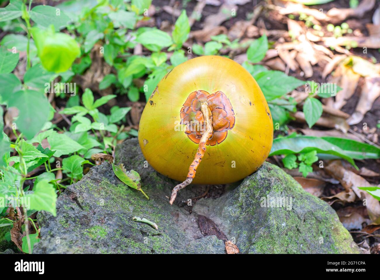 Single coconut tree fruit harvested from the farm Stock Photo - Alamy