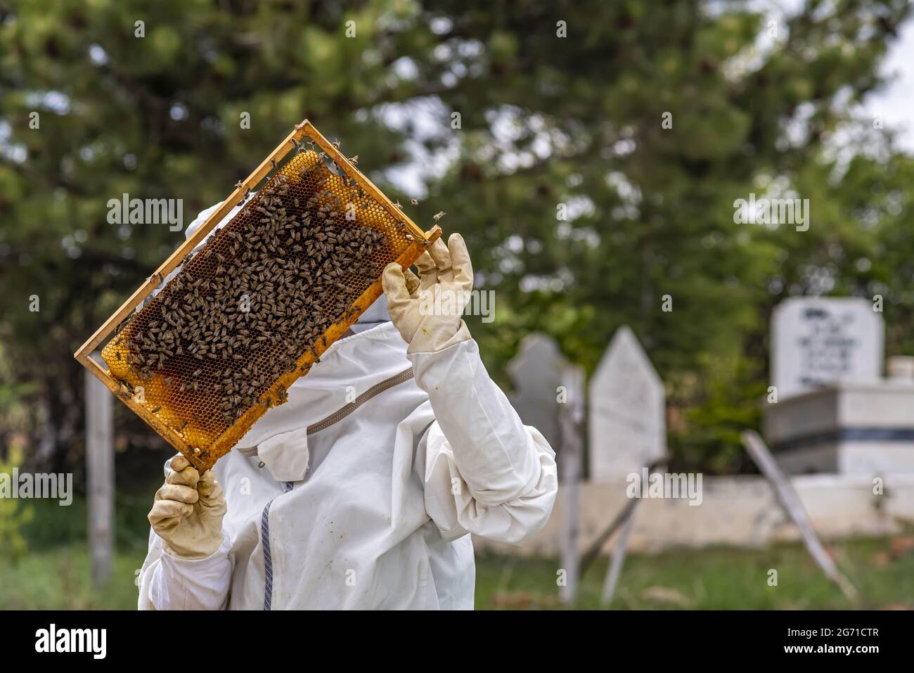 Professional beekeeper wearing a protective uniform checking the ...