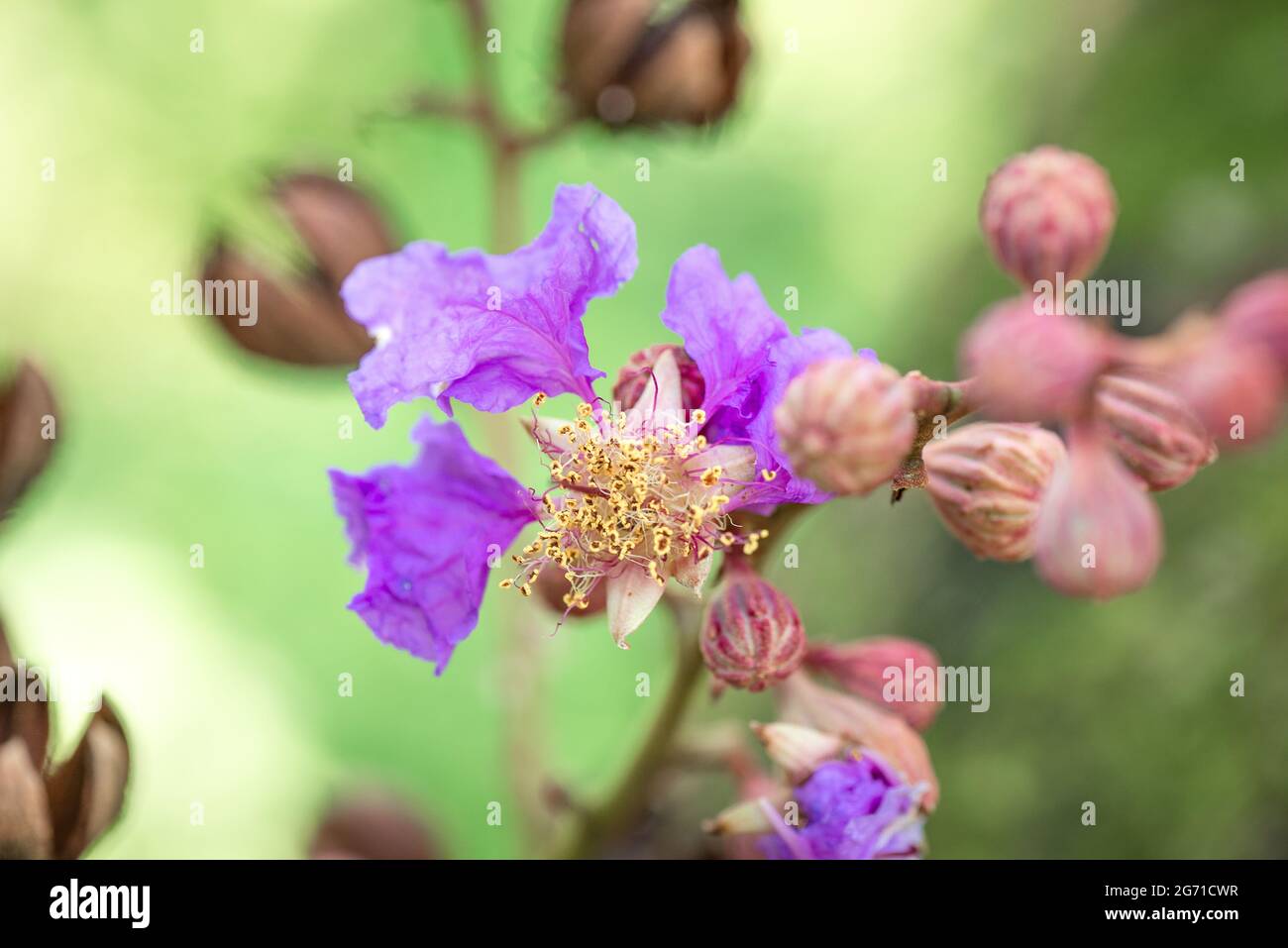 Lagerstroemia Speciosa flower blooming native in the Philippines Stock ...