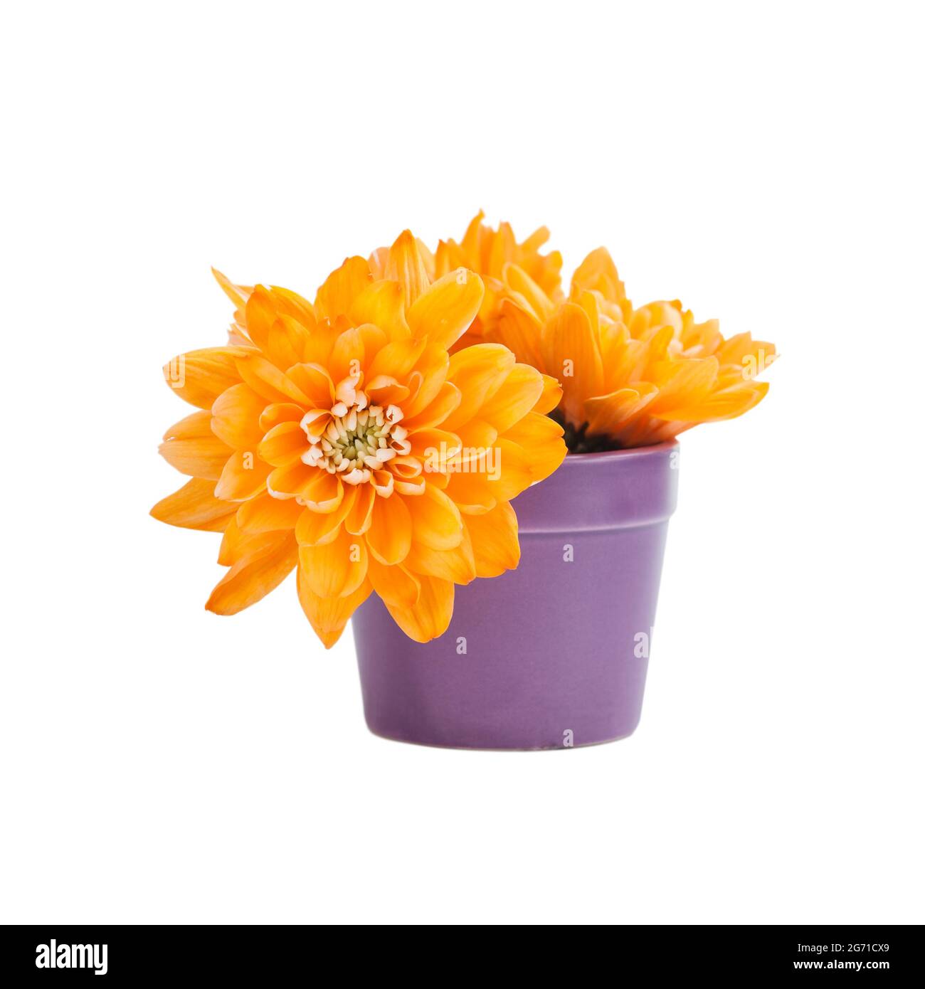 Purple flower pot with orange flowers Stock Photo - Alamy