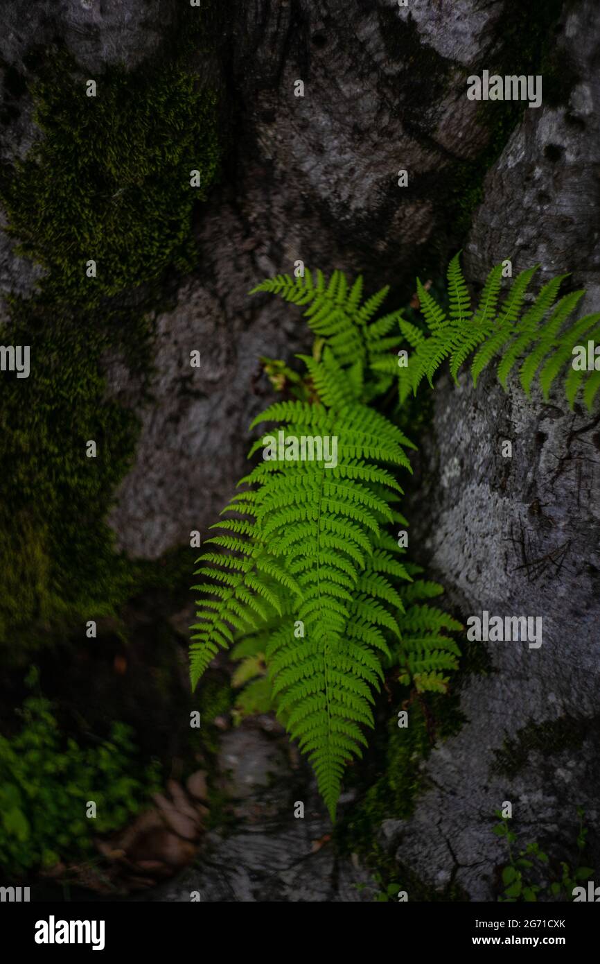 Fern leaves as a summer natural background Stock Photo - Alamy