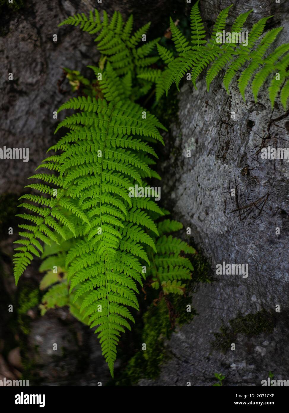 Fern leaves as a summer natural background Stock Photo - Alamy