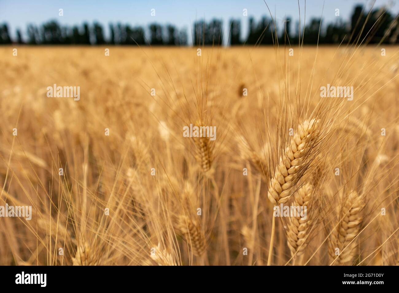 Golden barley field trees hi-res stock photography and images - Alamy