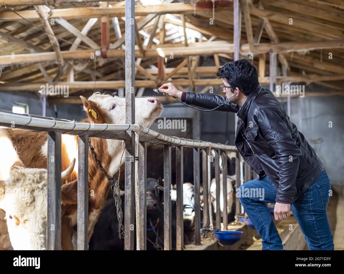 Turkish veterinarian examining the cow with a stethoscope inside a ...