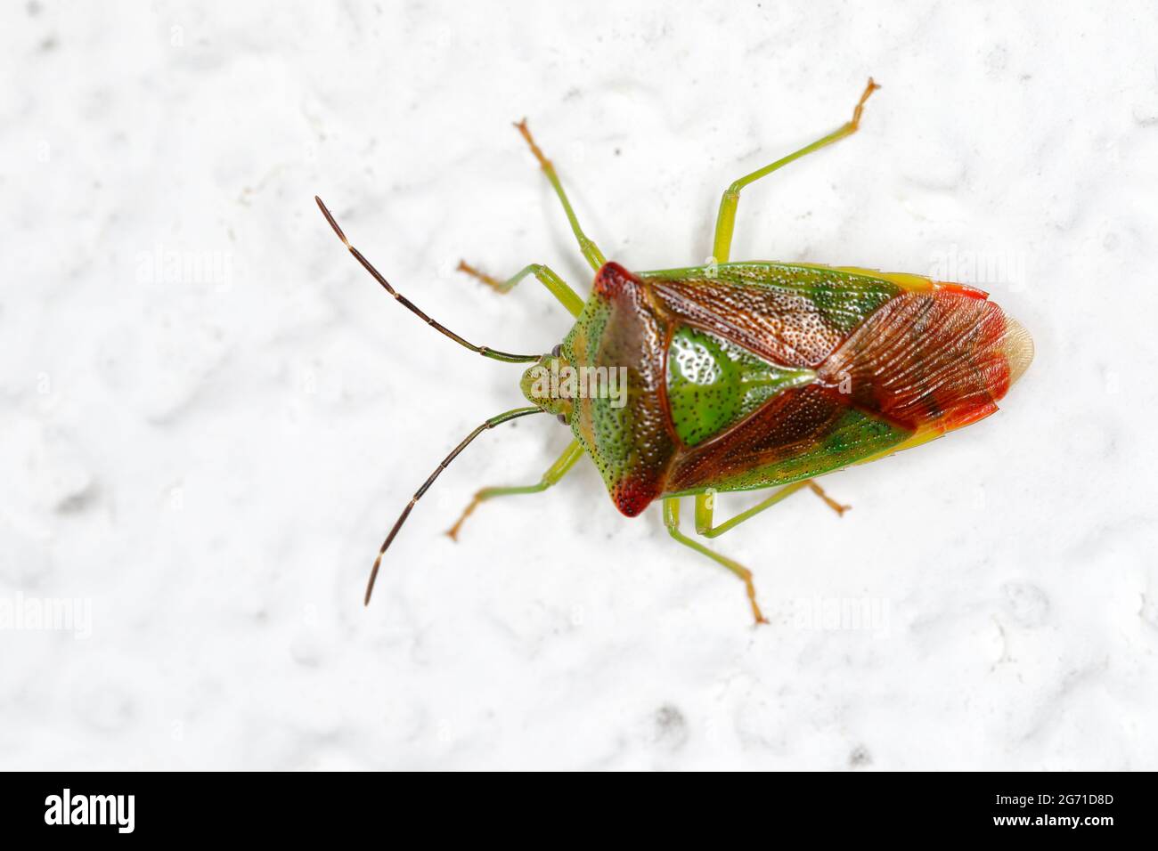 A green stink bug sitting on a white wall Stock Photo - Alamy