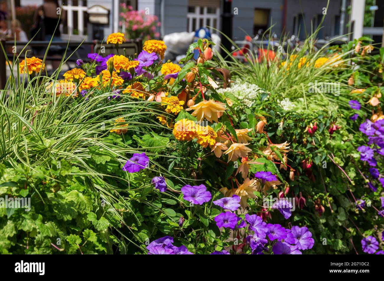 Colourful blend of flowers in a planter box to decorate the public ...