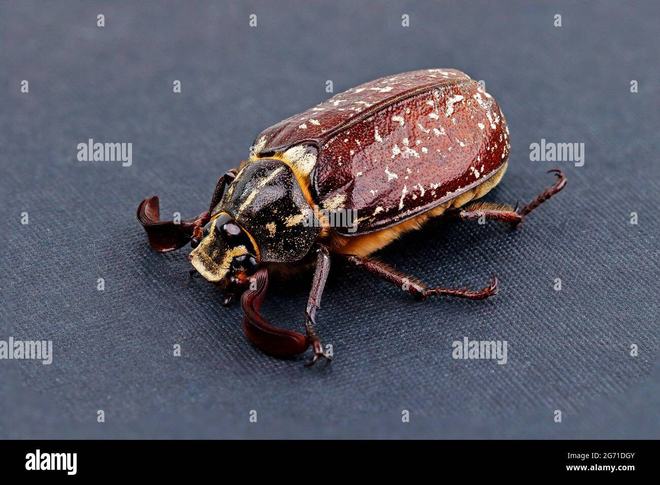Polyphylla High Resolution Stock Photography and Images - Alamy