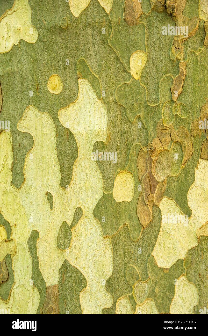 Texture, pattern and structure of tree bark using the example of a ...
