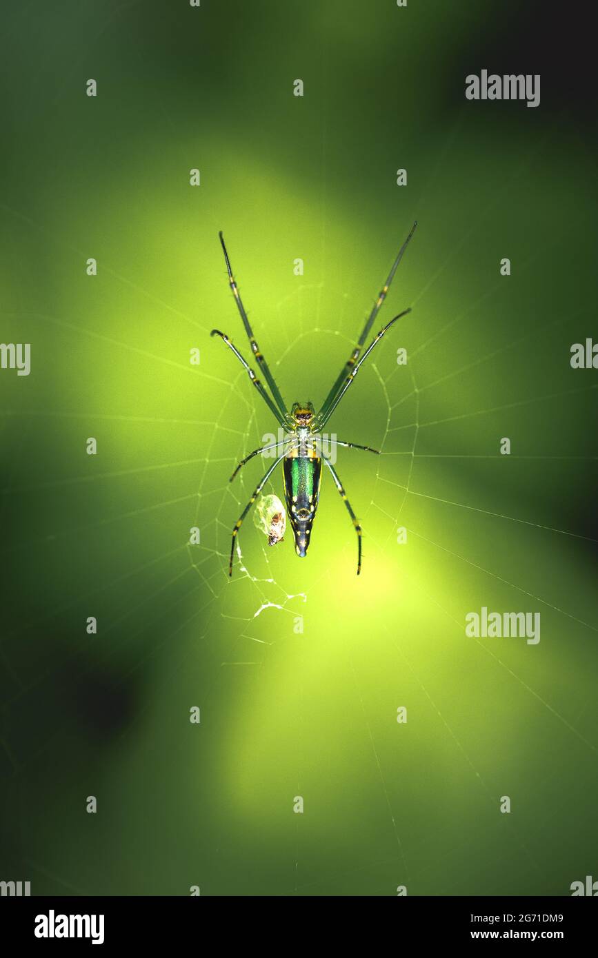 Long legged spider species hi-res stock photography and images - Alamy