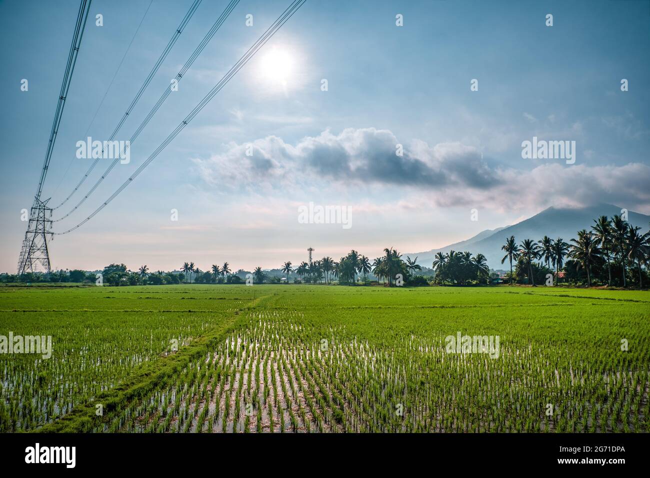 Rice fields at Philippine coiuntryside under morning sky Stock Photo ...