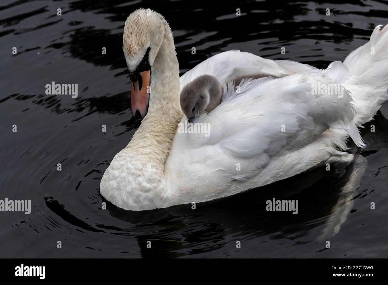 Northampton, UK.10th July 2021. Female Mute Swan. Cygnus olor (Anatidae) looking after one of ...