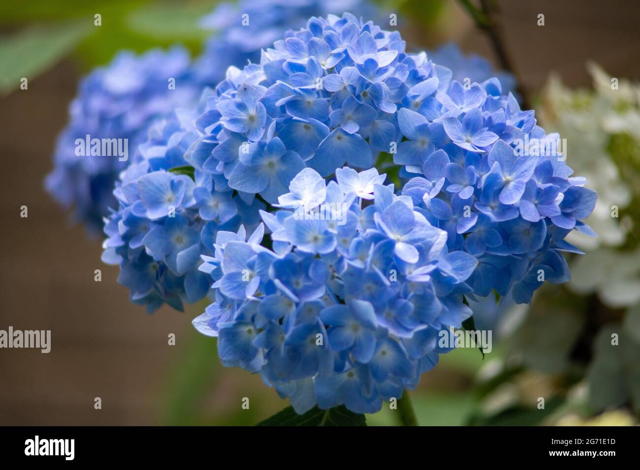 Tea of heaven hydrangea serrata hi-res stock photography and images - Alamy