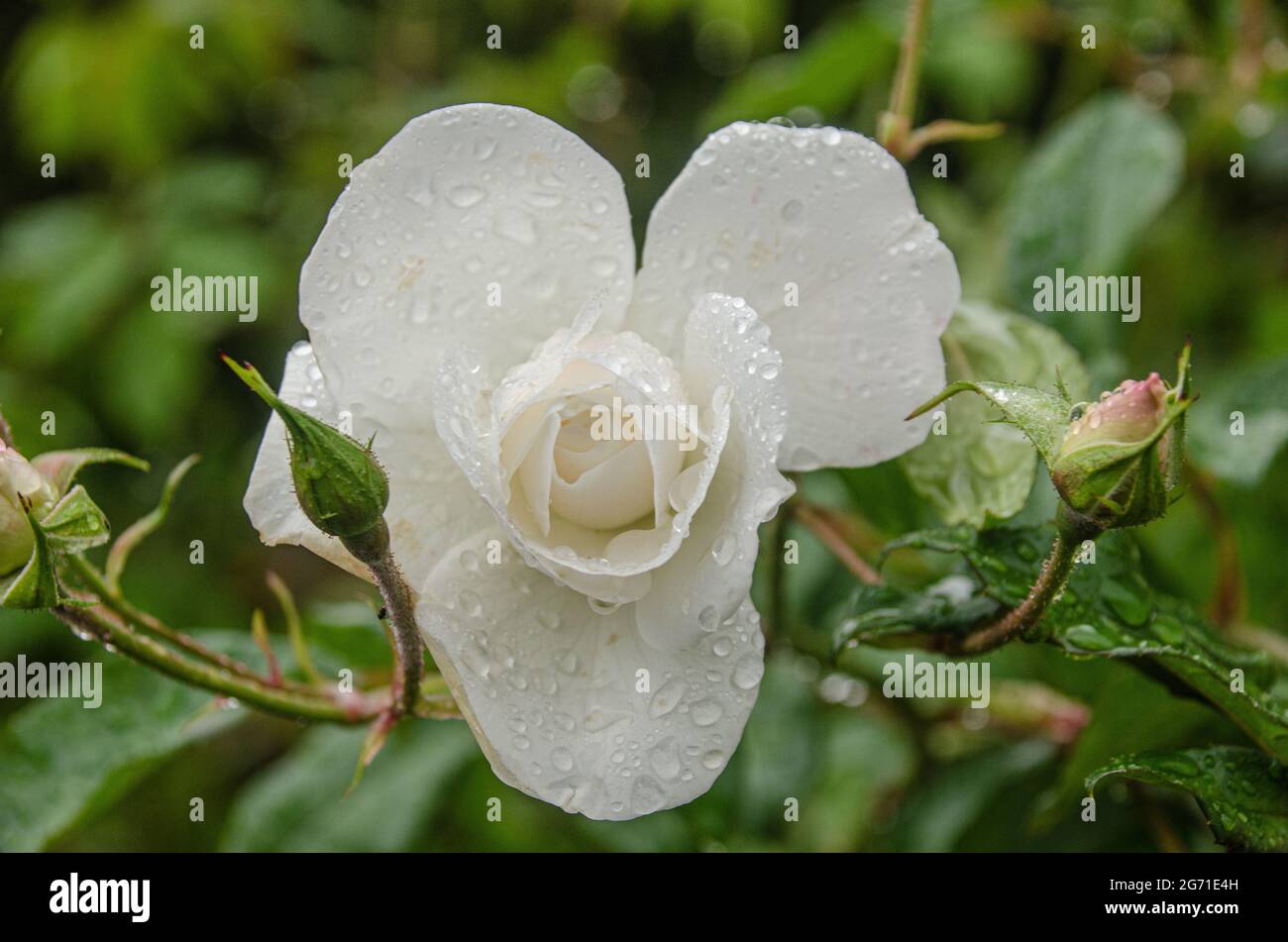 Rosen foto hi-res stock photography and images - Alamy