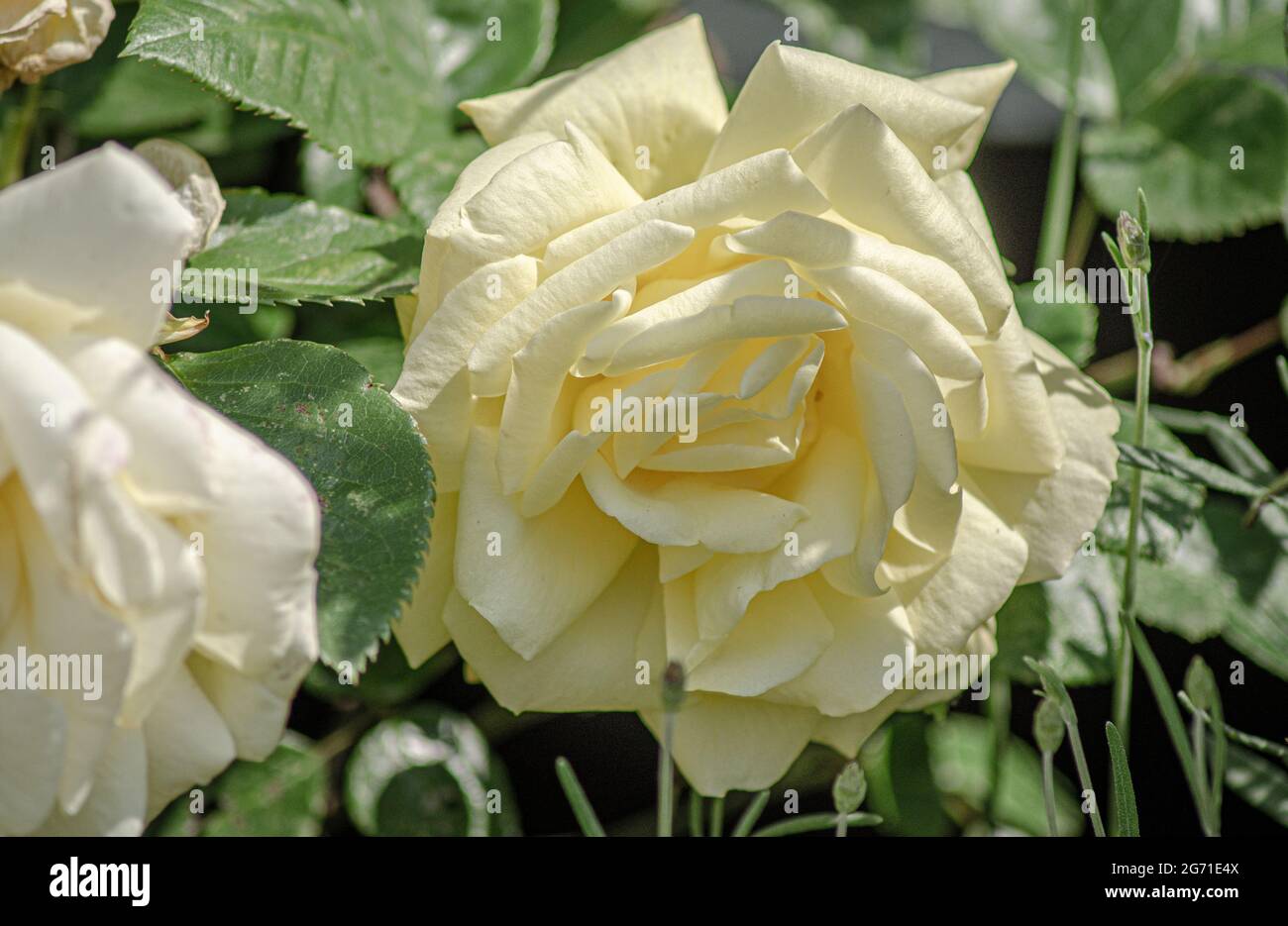Rosen foto hi-res stock photography and images - Alamy