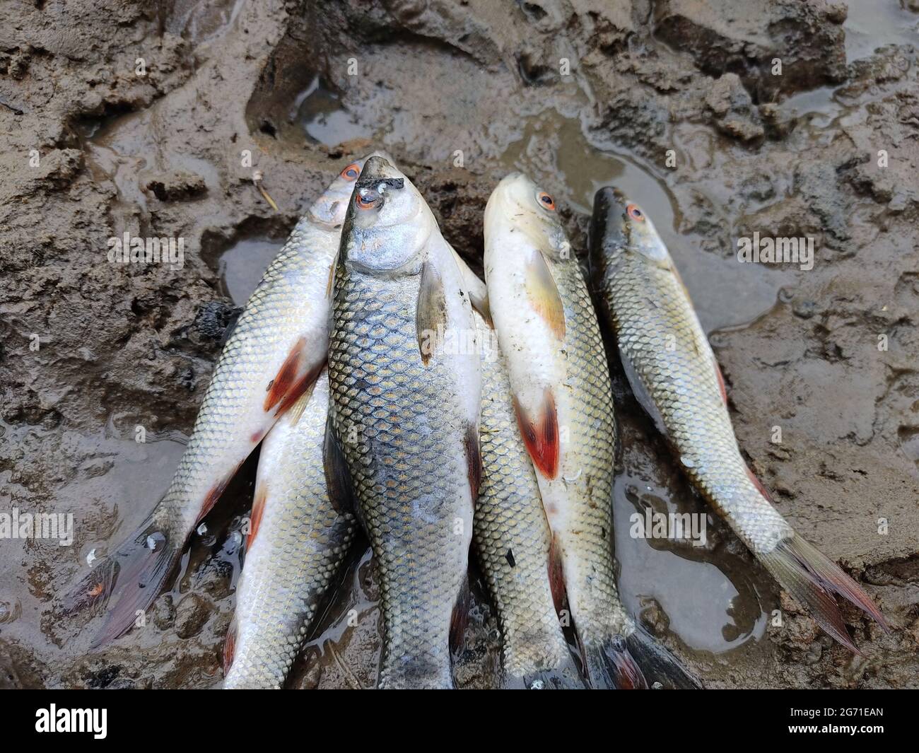 Tigerfish hi-res stock photography and images - Alamy