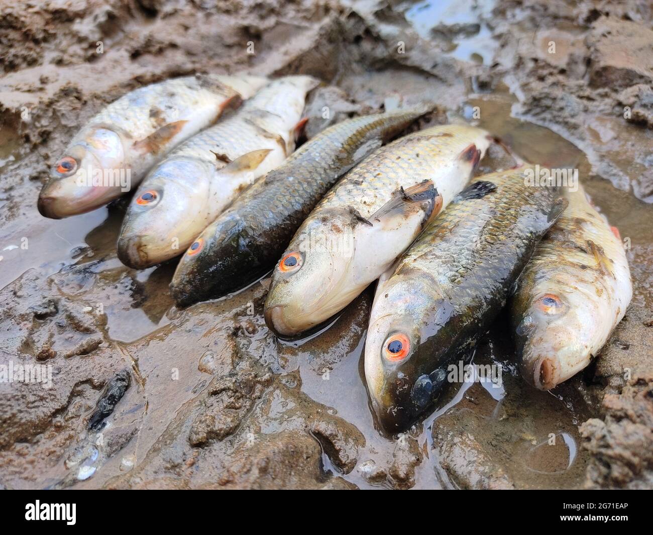Tigerfish hi-res stock photography and images - Alamy