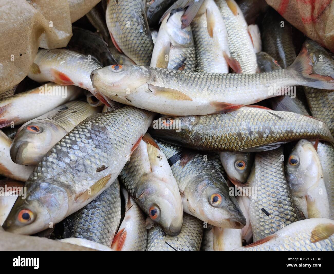 African tigerfish hi-res stock photography and images - Alamy