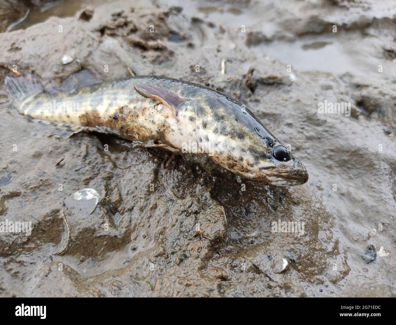 Snakehead fishing hi-res stock photography and images - Alamy