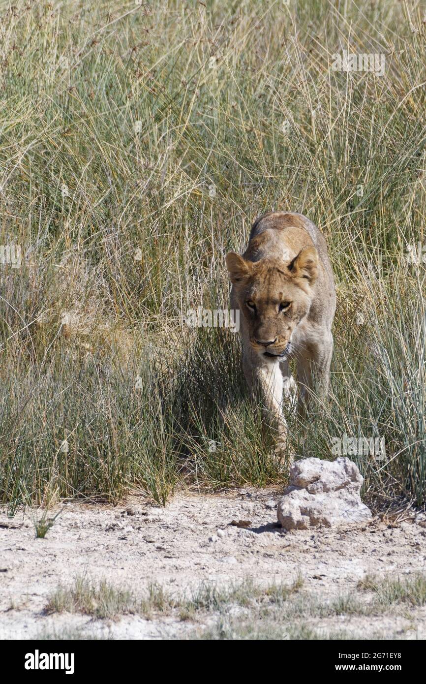 Lion full body vertical hi-res stock photography and images - Alamy