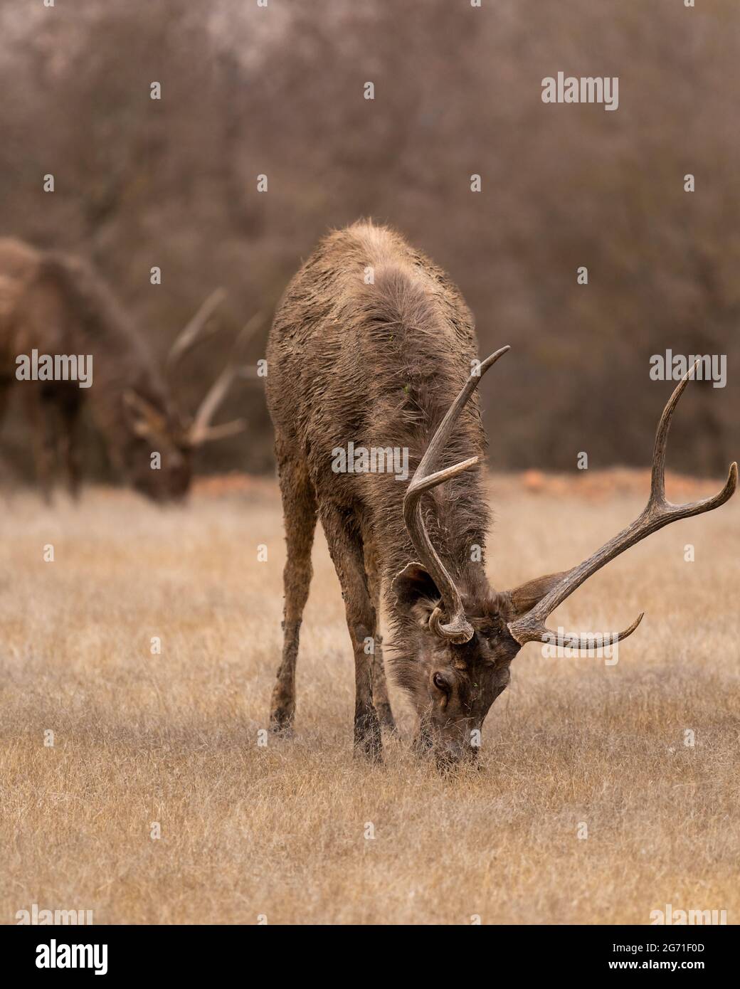 Big antlers behavior hi-res stock photography and images - Alamy