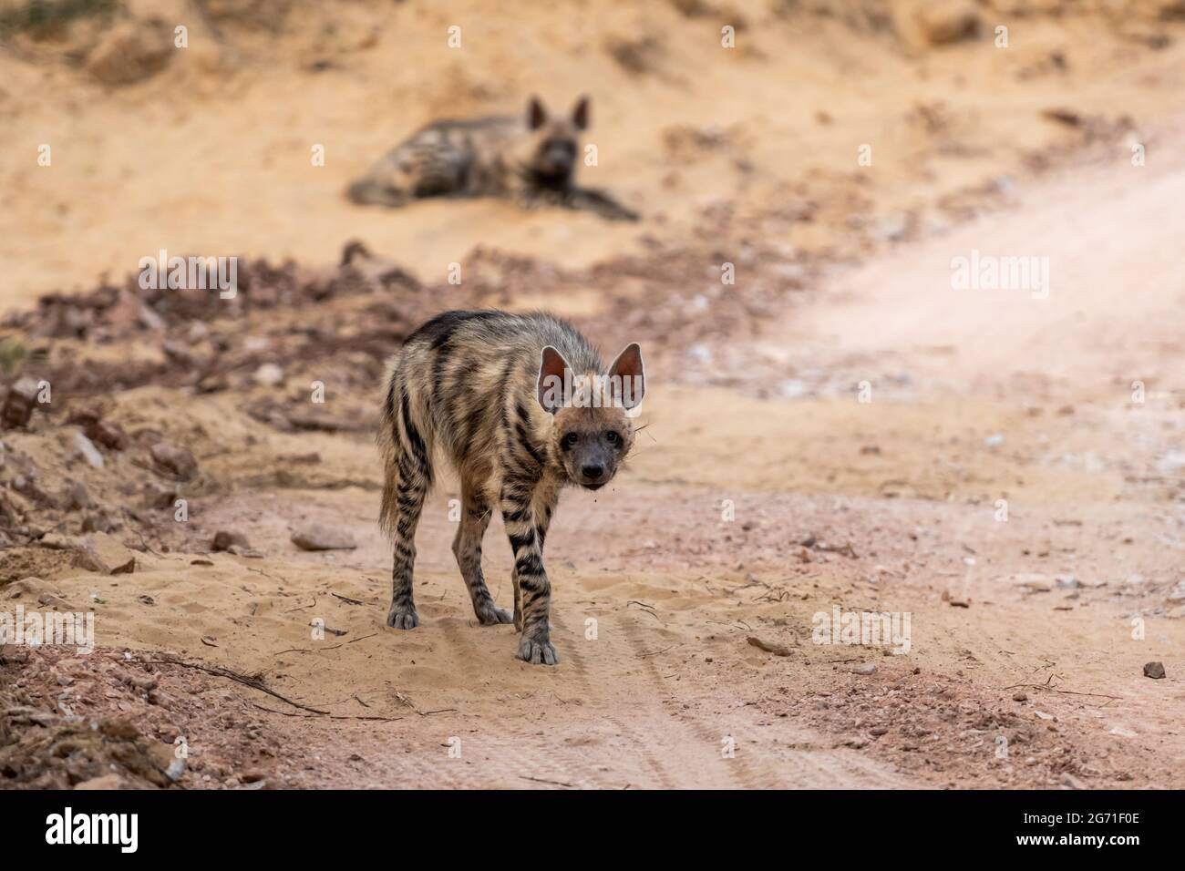 Striped hyena portrait on forest track with a road block during outdoor ...