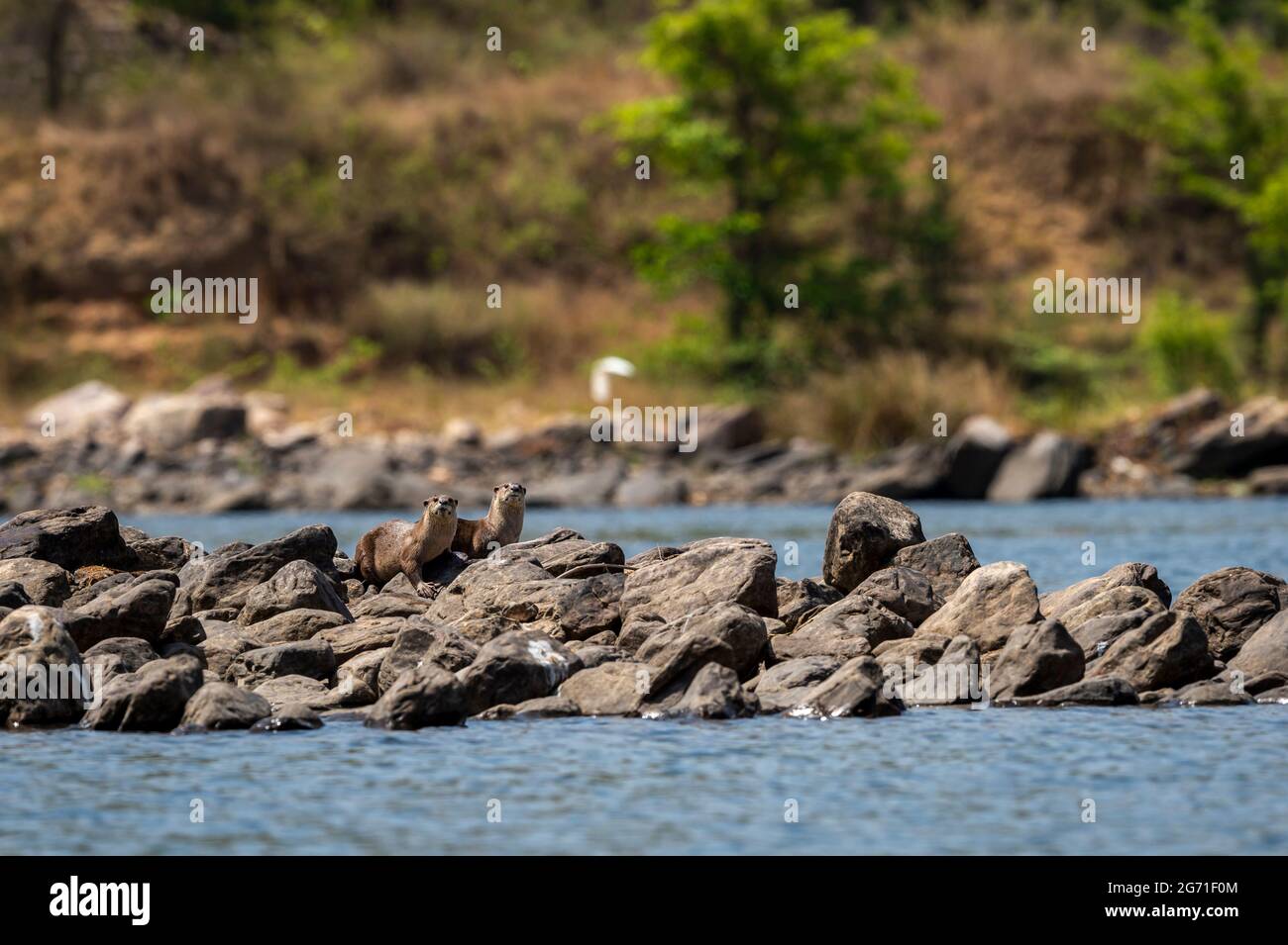 Smooth coated otter or Lutrogale perspicillata a vulnerable animal ...