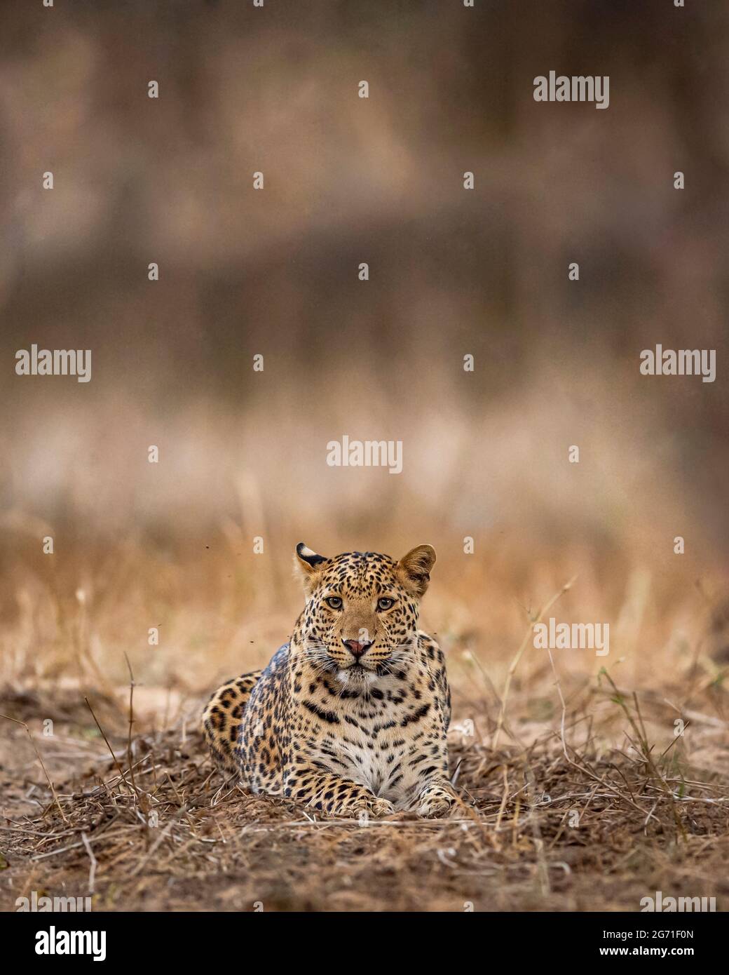 Indian wild male leopard or panther with eye contact during outdoor ...