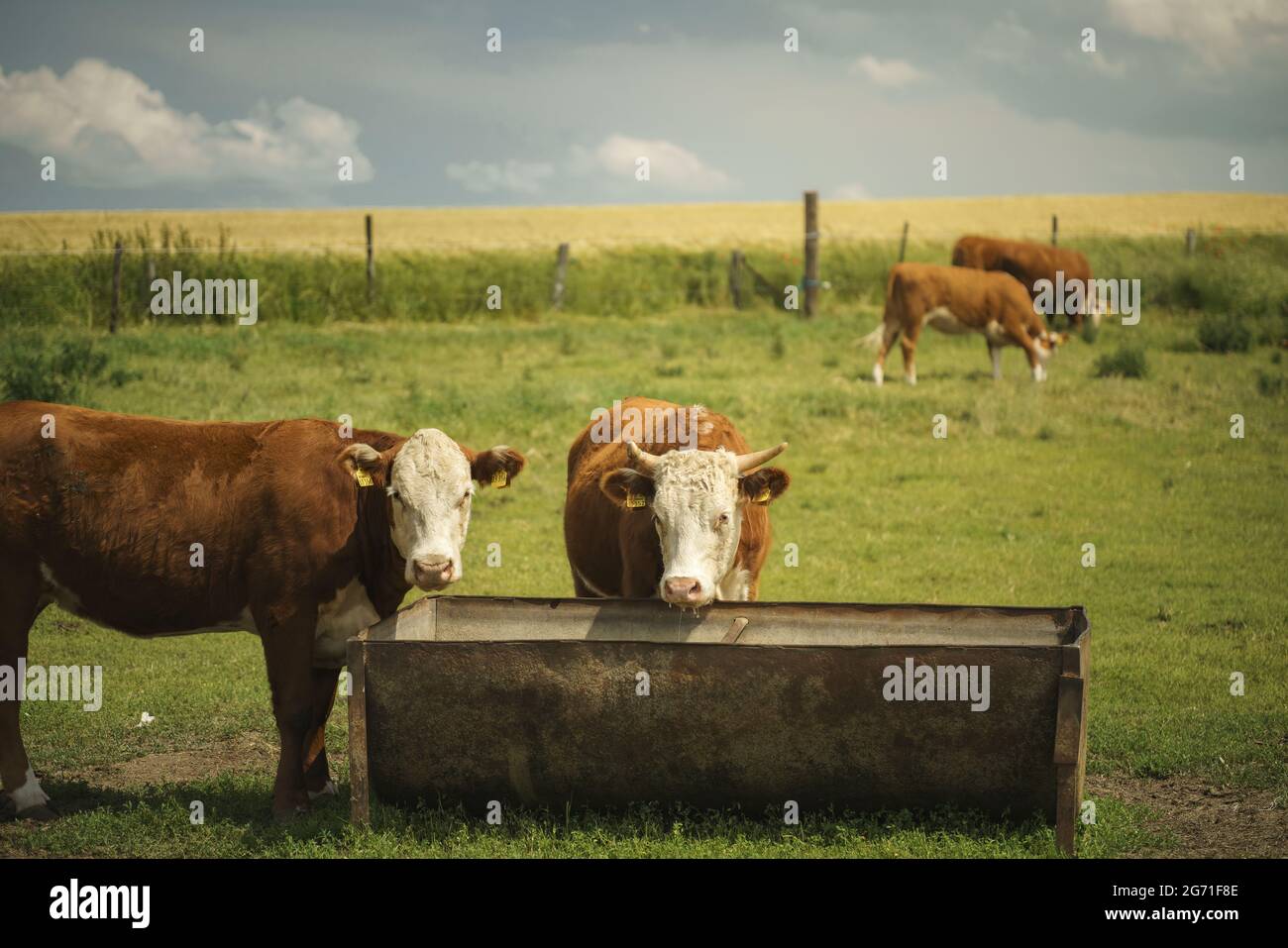 Cow drinking from tub hi-res stock photography and images - Alamy