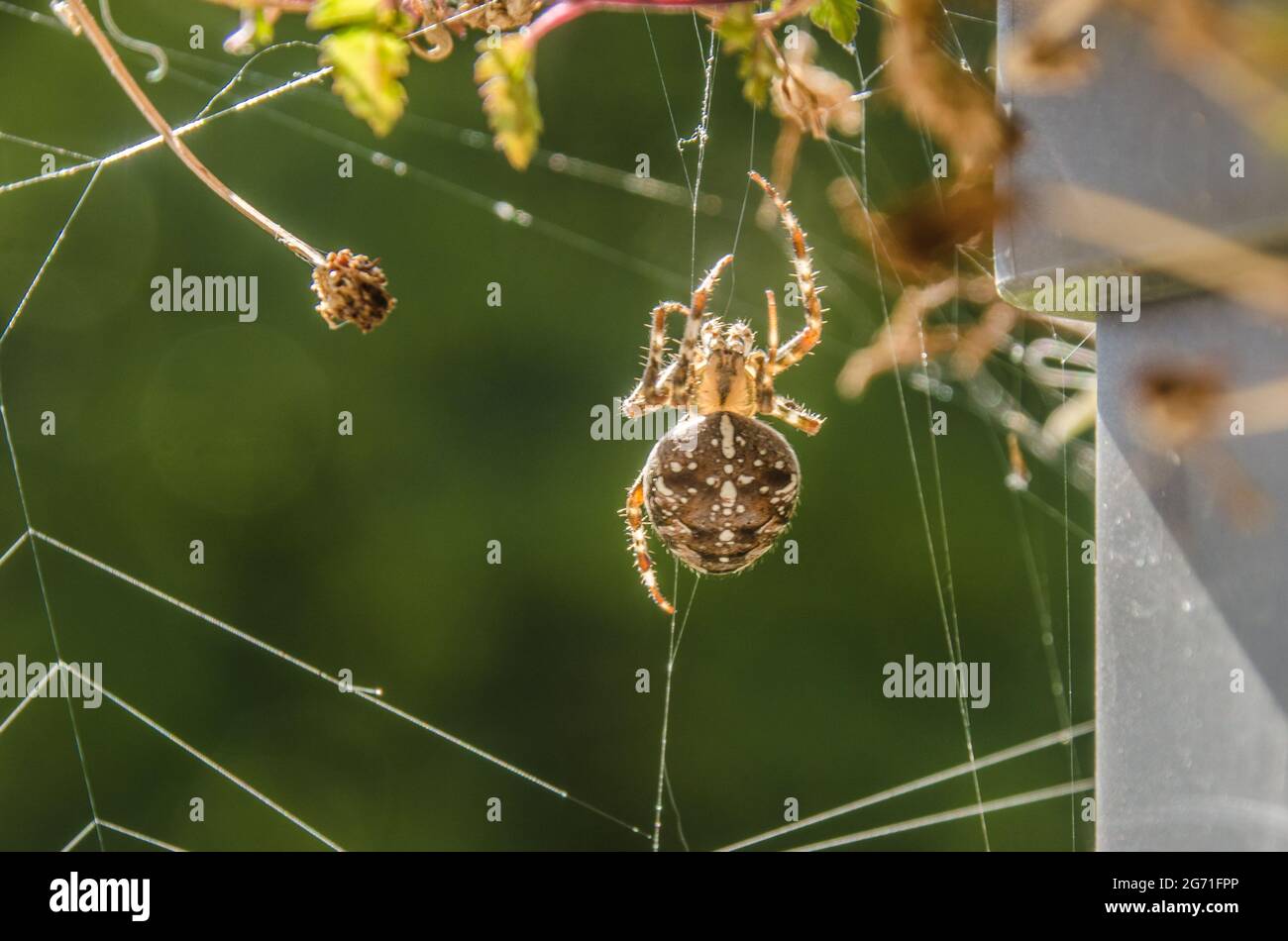 Pflanzen und Insekten Stock Photo - Alamy