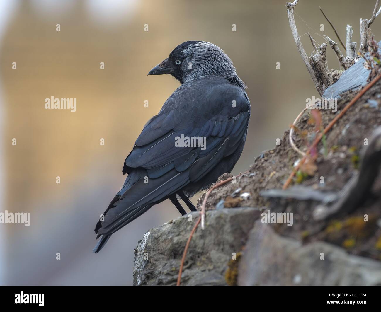 Sharp jackdaw hi-res stock photography and images - Alamy