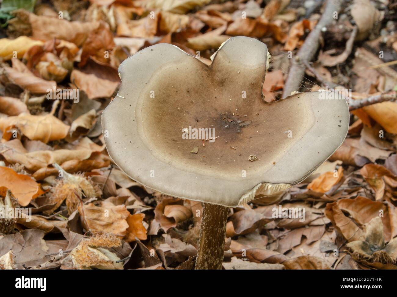 Pilz im wald hi-res stock photography and images - Alamy