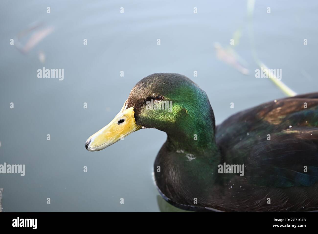 Mallards duckbill hi-res stock photography and images - Alamy
