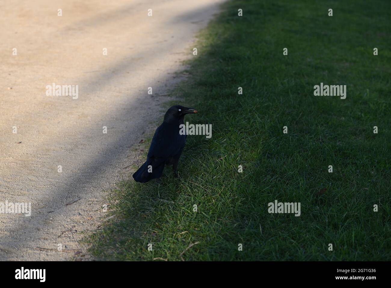 Raven tree hi-res stock photography and images - Alamy