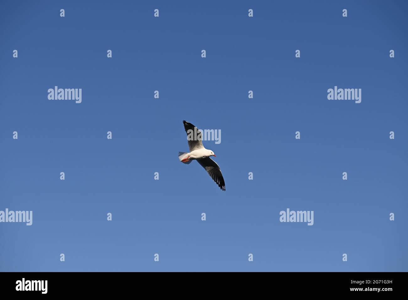 An adult silver gull, commonly known as a seagull, soaring across the ...