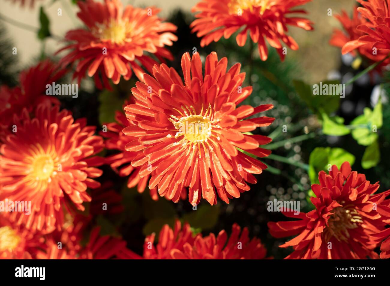 Red flowers texture hi-res stock photography and images - Alamy