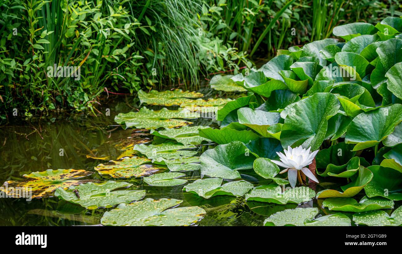 One white lotus flower and raindrops on leaves in summer. Nymphaea alba ...