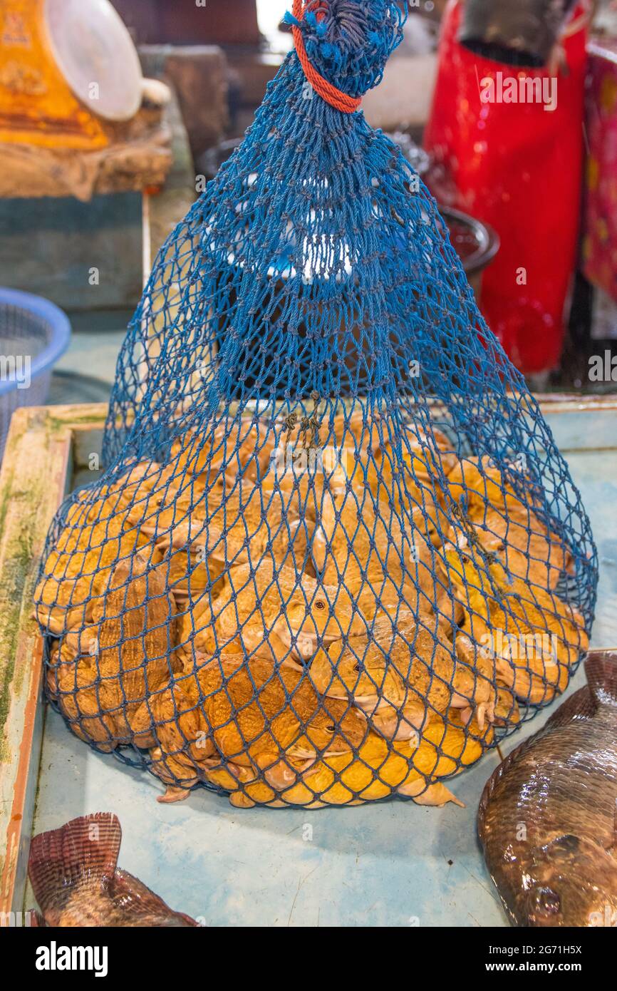 Frogs for Sale at a Street market Stock Photo - Alamy