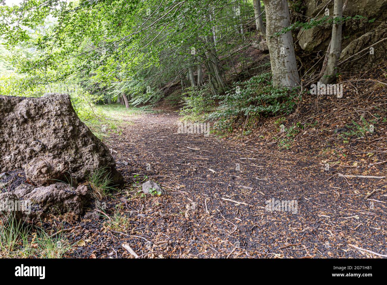 Typical path of a high mountain forest Stock Photo - Alamy