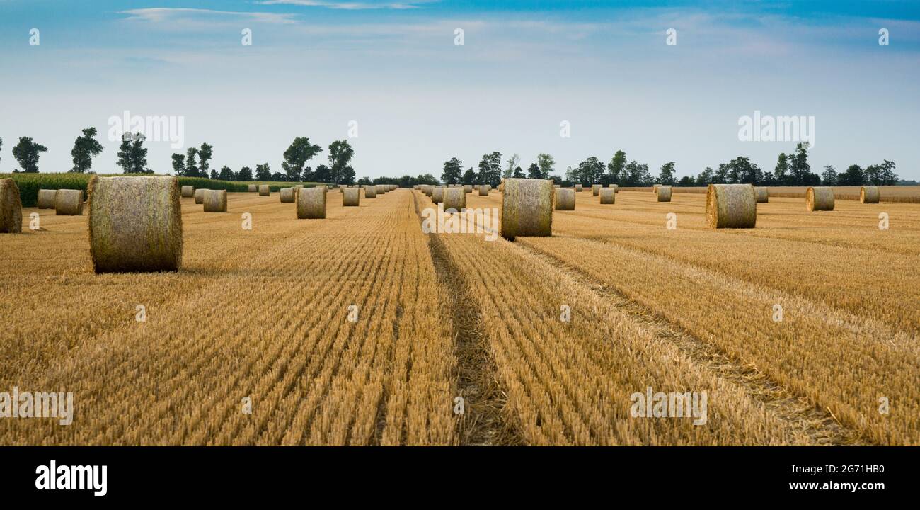 Cereal harvest farming hi-res stock photography and images - Alamy