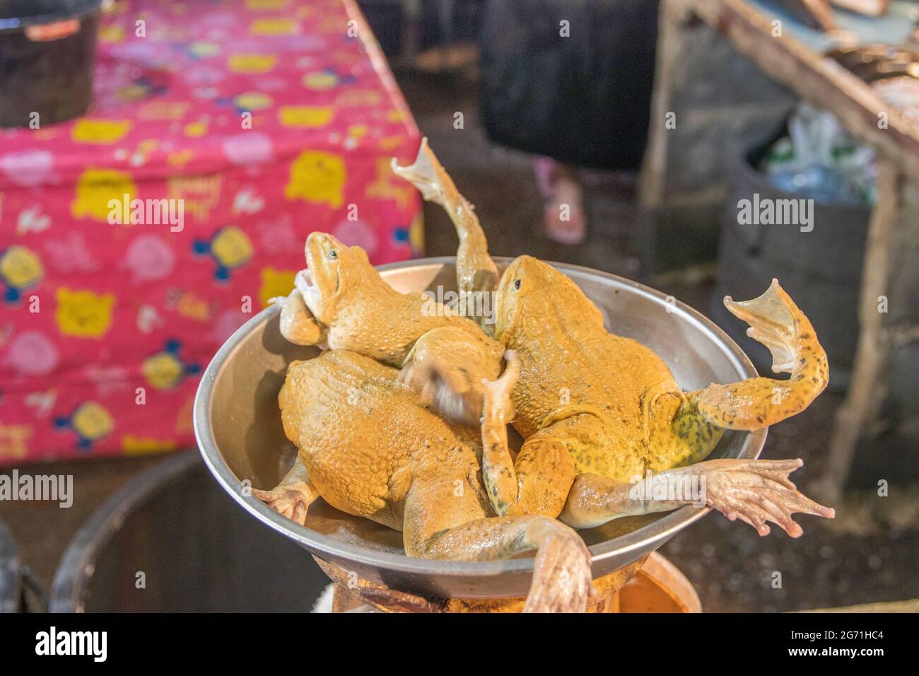 Frogs for Sale at a Street market Stock Photo - Alamy