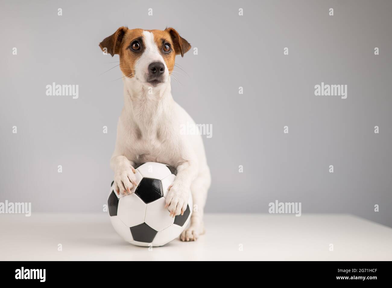 Jack russell terrier dog with soccer ball on white background Stock ...