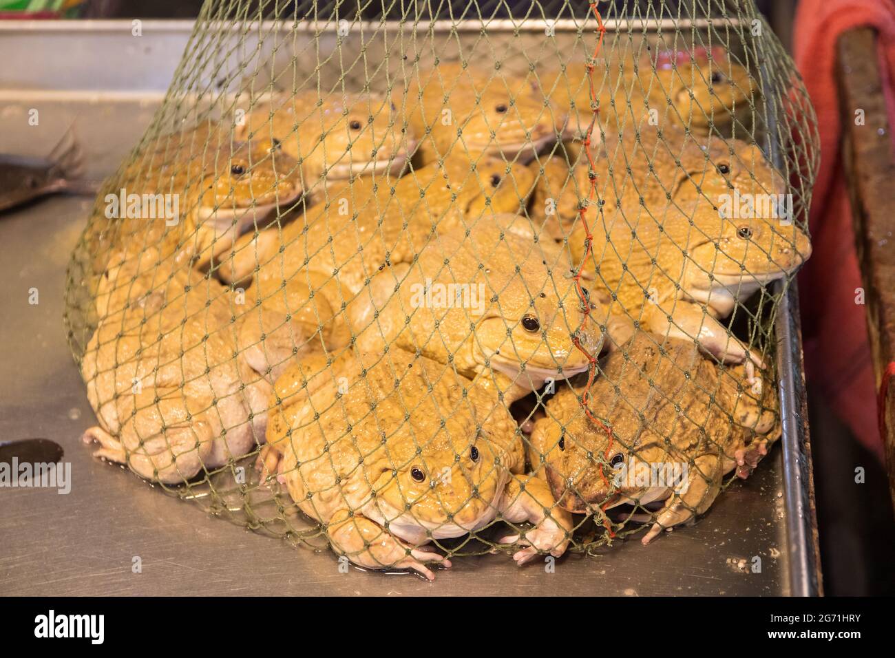 Frogs for Sale at a Street market Stock Photo - Alamy
