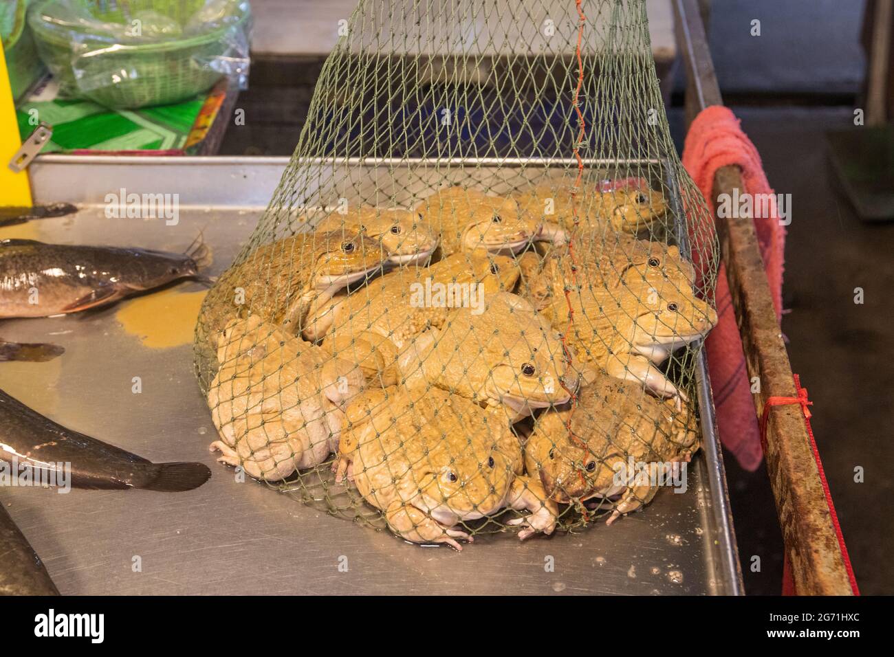 Frogs for Sale at a Street market Stock Photo - Alamy