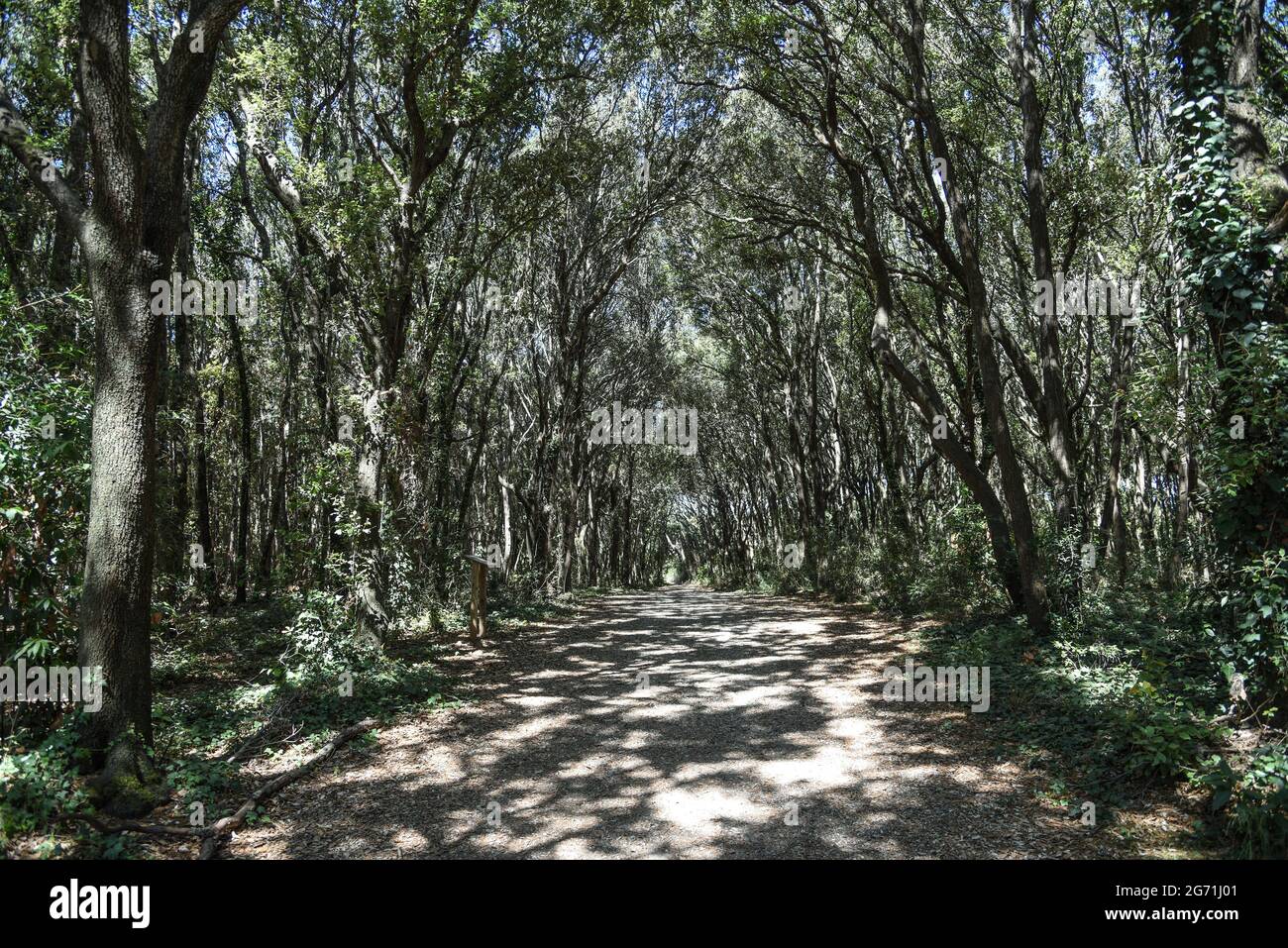 Sentiero nel Parco di Rimigliano (Livorno - Italia Stock Photo - Alamy