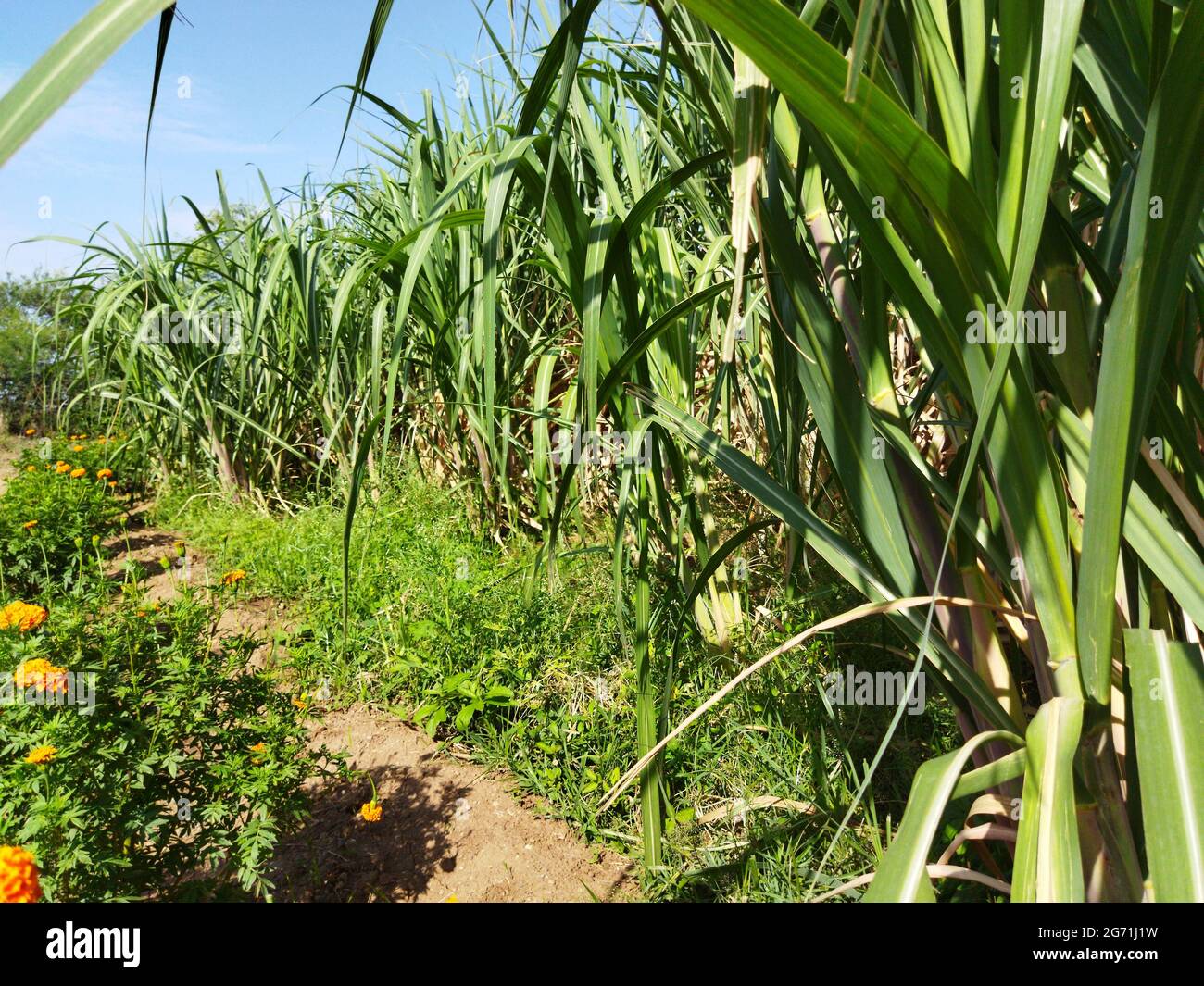 Landscape of sugarcane leaves under sunlight Stock Photo - Alamy
