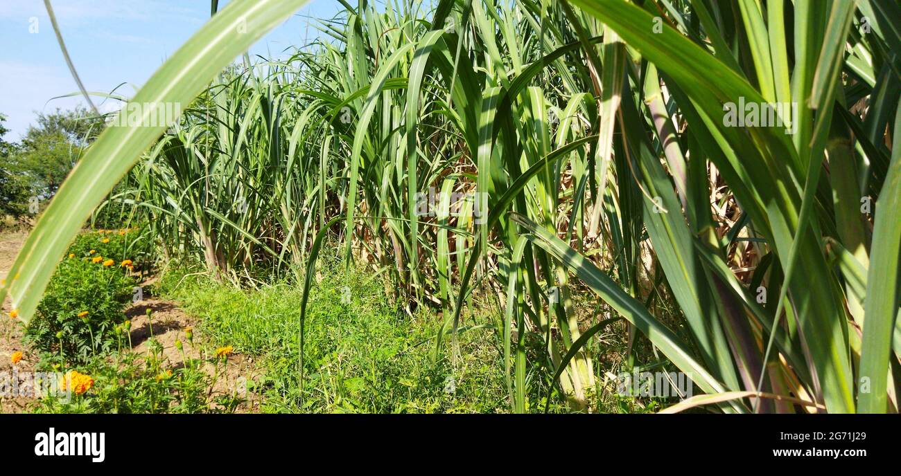 Sugarcane plant detail hi-res stock photography and images - Alamy