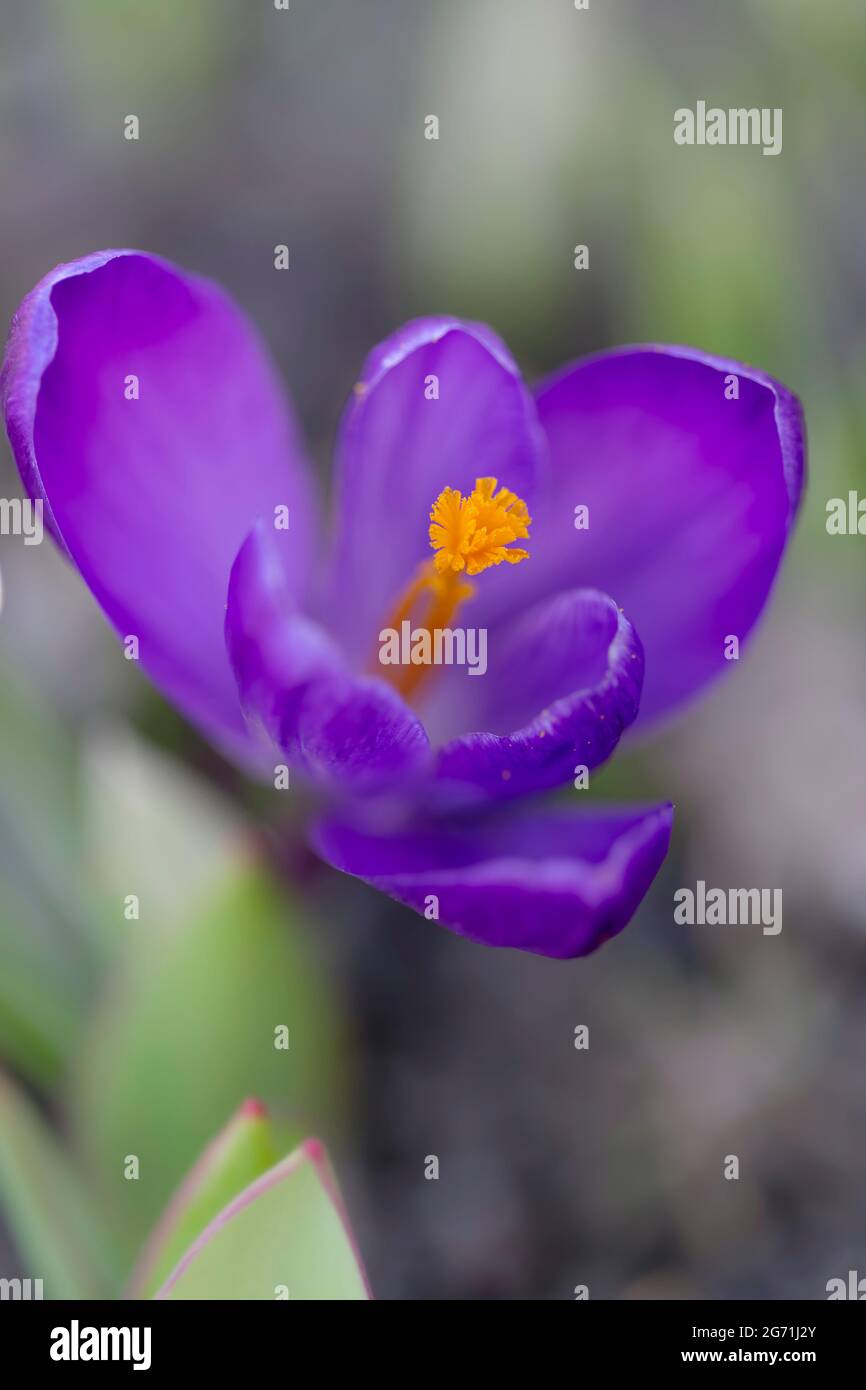 Purple Crocus flowering in a garden in close view Stock Photo - Alamy